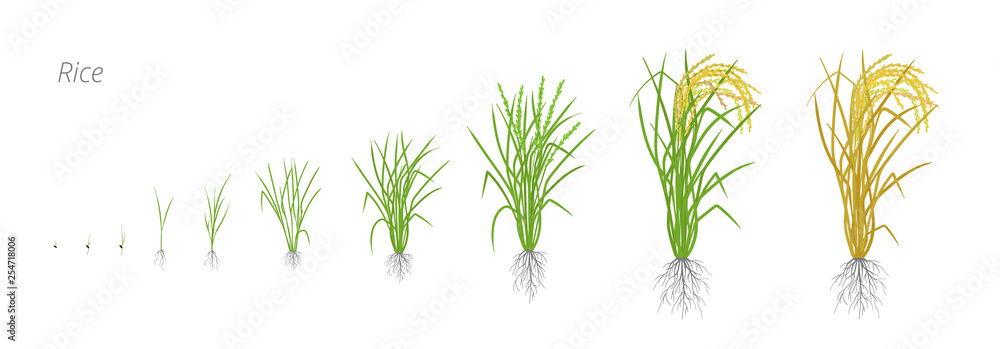 Growth stages of rice plant. The life cycle. Rice increase phases ...