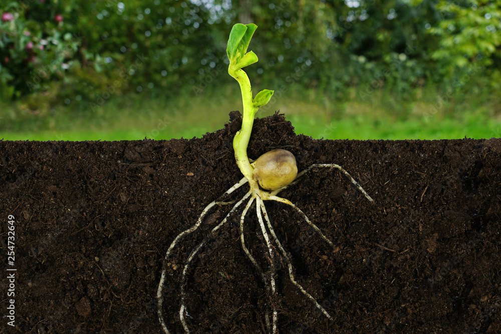 ภาพถ่าย Stock Growing sprout plant and roots under ground a garden ...