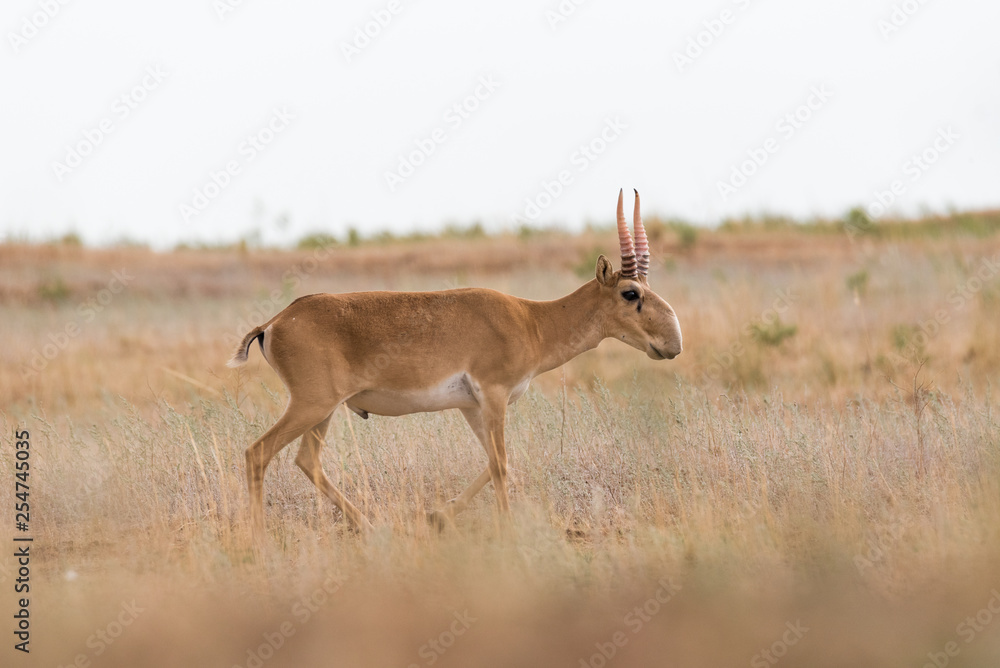 Powerful saiga male. Saiga tatarica is listed in the Red Book, Chyornye ...