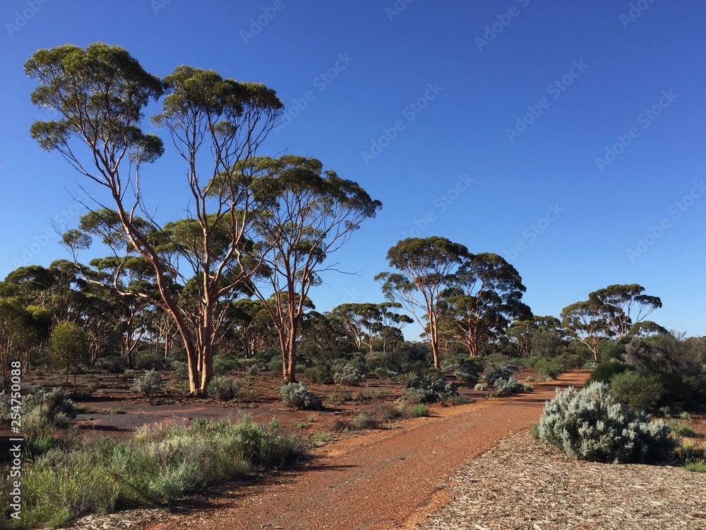 Stock-Foto „Karlkurla Bushland Park comprises of 200 hectares of ...