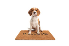 Dogs Welcome Free Stock Photo - Public Domain Pictures