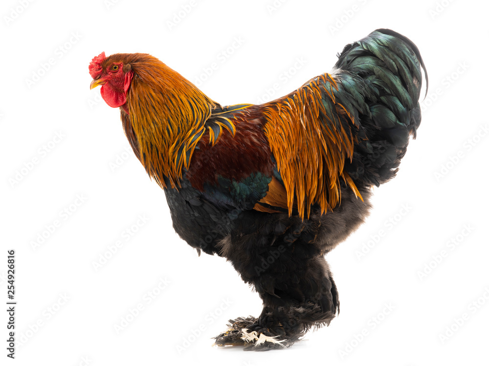 rooster Brahma isolated Stock Photo | Adobe Stock