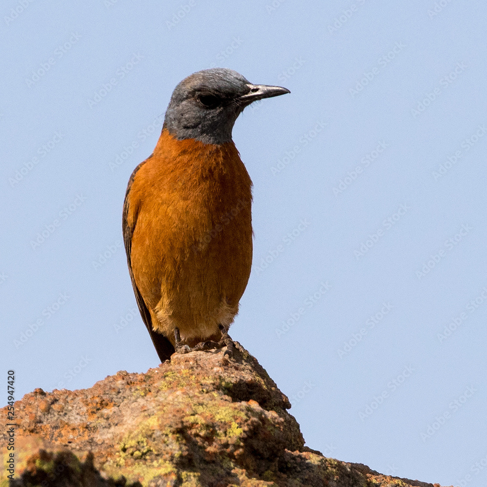 Cape Rock-Thrush Monticola rupestris, adult male, endemic species, at Blyde River Canyon Nature ...
