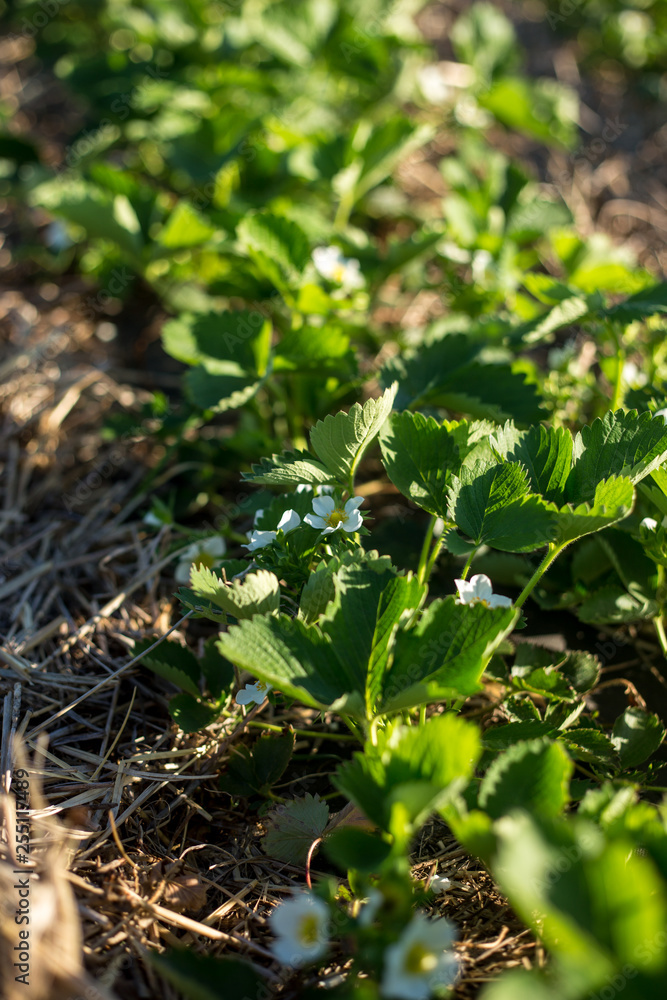 Strawberry plant. Blossoming of strawberry. Wild stawberry bushes ...