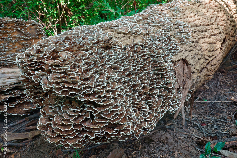Turkey tail (Trametes versicolor). Another scientific names are ...