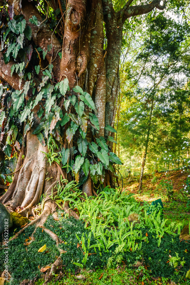 huge tree stalk in the middle of bamboo forest Stock Photo | Adobe Stock