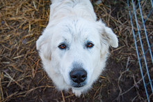 Great Pyrenees Dog Portrait Free Stock Photo - Public Domain Pictures