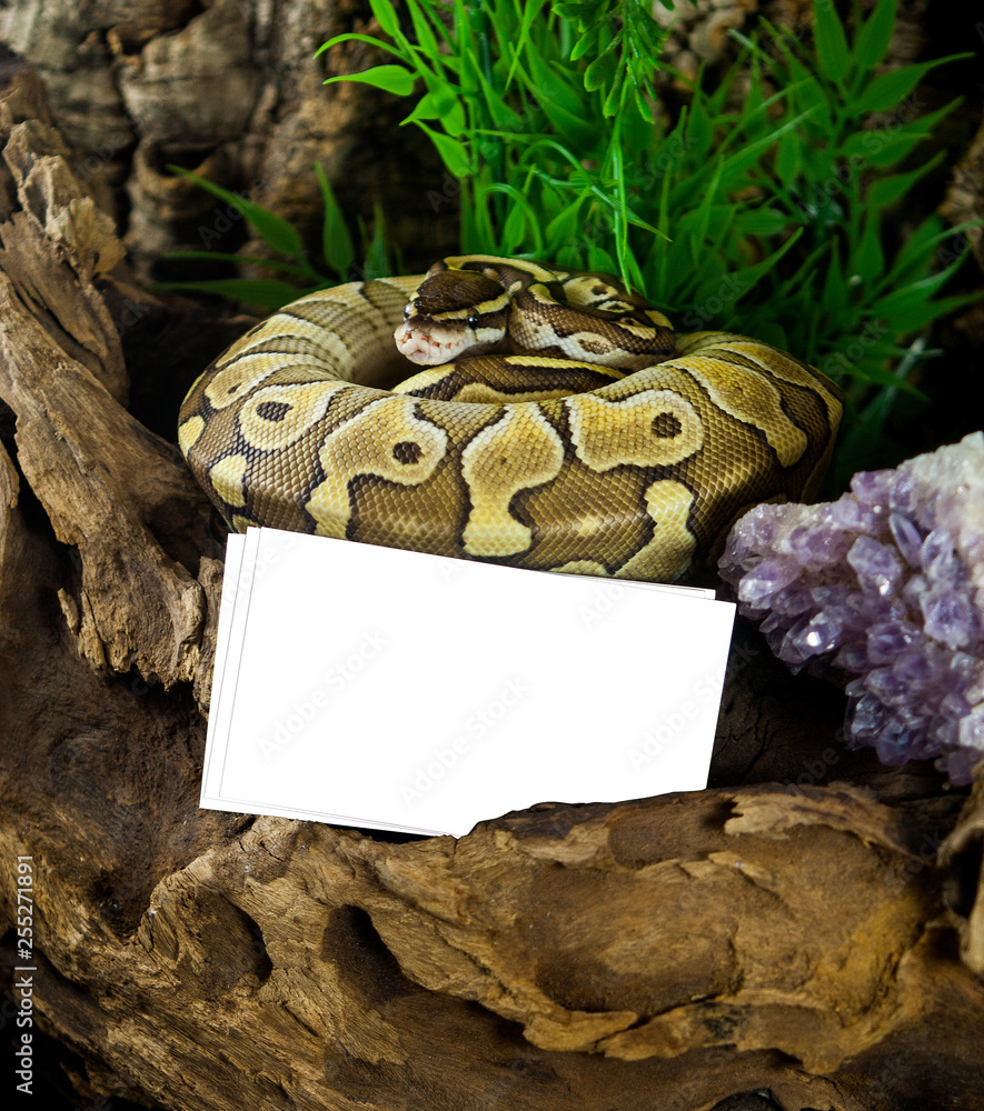 Ball python business card mock-up . Template for branding identity Pet ...