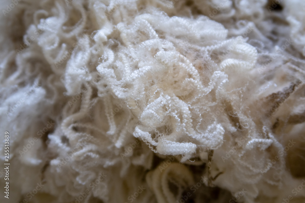 Superfine merino wool fleece from a shorn sheep Stock Photo | Adobe Stock