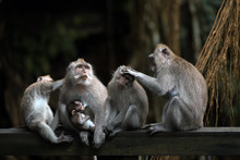 Monkey Grooming Free Stock Photo - Public Domain Pictures