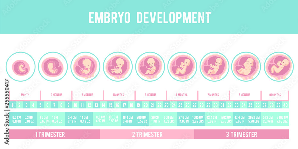 Infographic with stages of pregnancy and embryo, fetus development ...