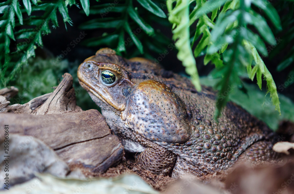 Foto oad Aha (cane toad). These are the most famous toads of Central ...