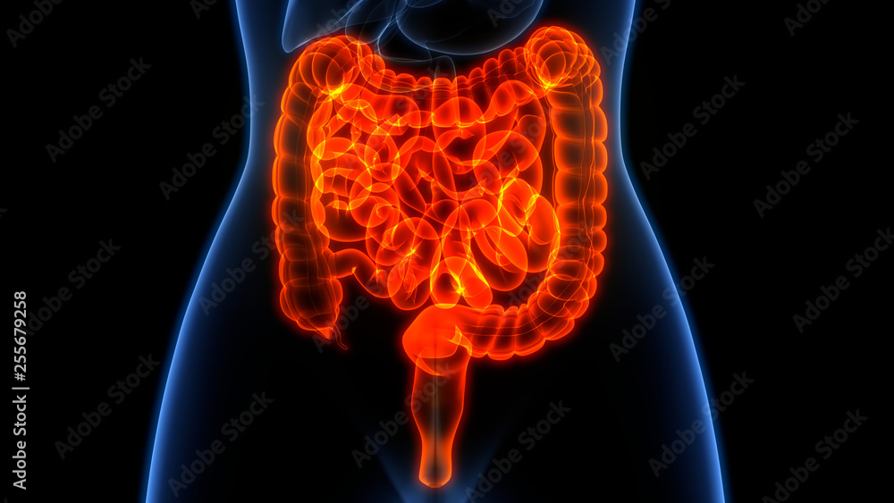 Human Digestive System Large and Small Intestine Anatomy Stock ...
