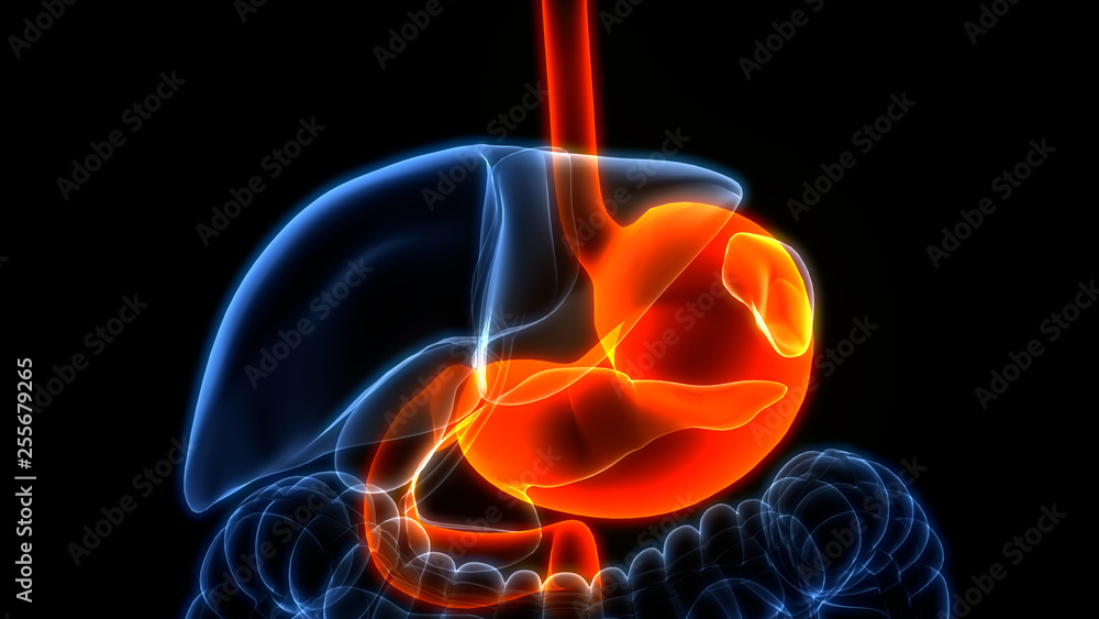 Human Digestive System Stomach Anatomy Stock Illustration | Adobe Stock