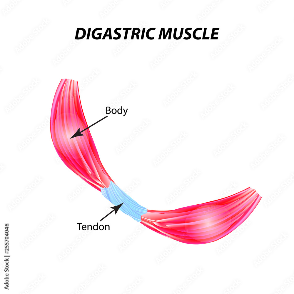 The structure of skeletal muscle. digastric muscle. Tendon ...