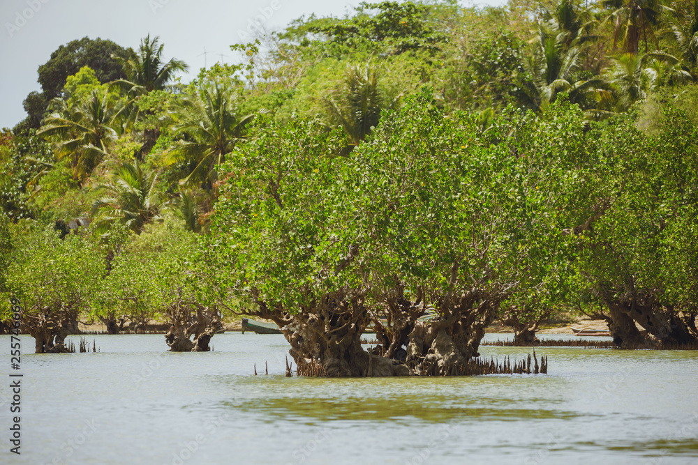 Foto de Stock Magrove trees in a mangrove forest standing in the high ...