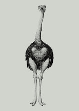 Ostrich Full Body Free Stock Photo - Public Domain Pictures