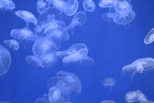 Round Jelly Fish Free Stock Photo - Public Domain Pictures