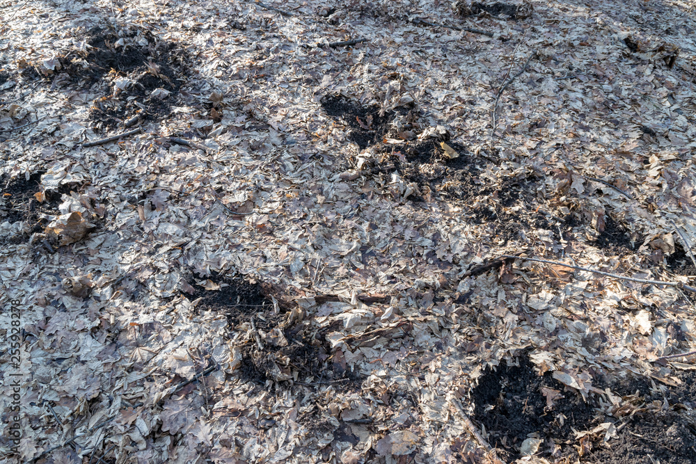 Hoia Baciu Forest - strange traces found in the World’s Most Haunted ...