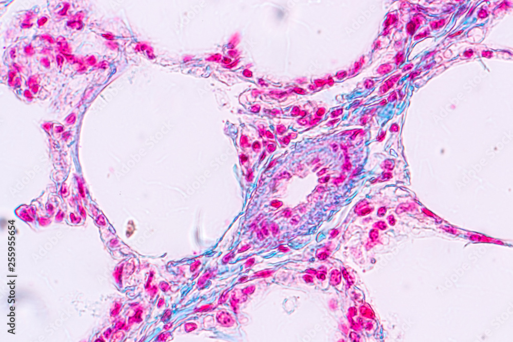 Concept of Education anatomy and Human lung tissue under microscope ...