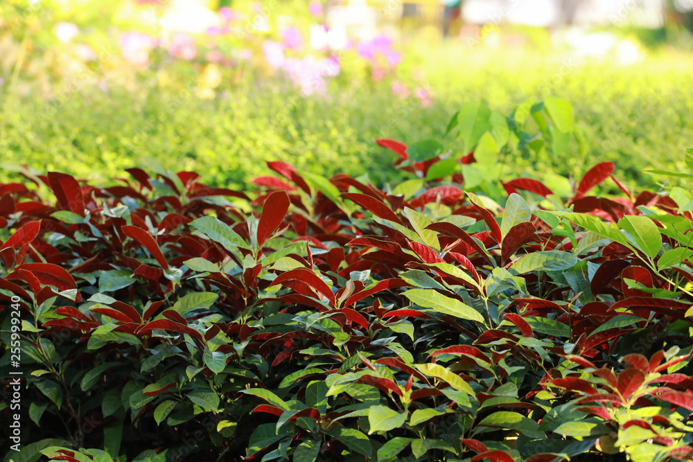 Picara or Excoecaria cochinchinensis Lour. var. cochinchinensis Stock ...