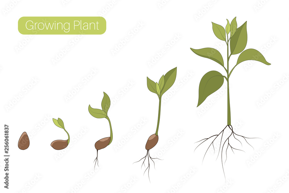 Plant growth phases stages flat vector illustration. Evolution ...