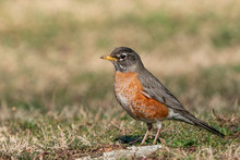 American Robin In Grass Close-up Free Stock Photo - Public Domain Pictures