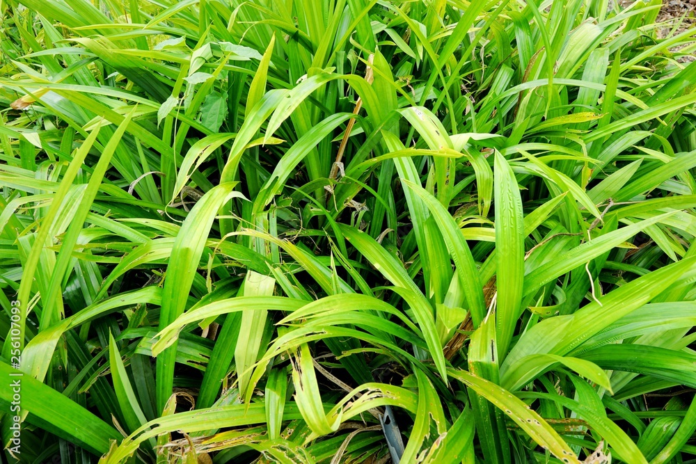 Top view of green leaves pandom wangi or Pandanus Palm as a background ...