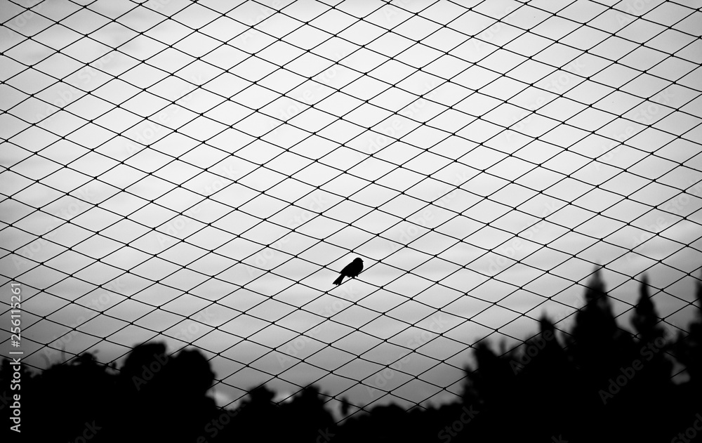 bird alone images, Bird Netting, Sparrow trapped, A bird sitting on net ...