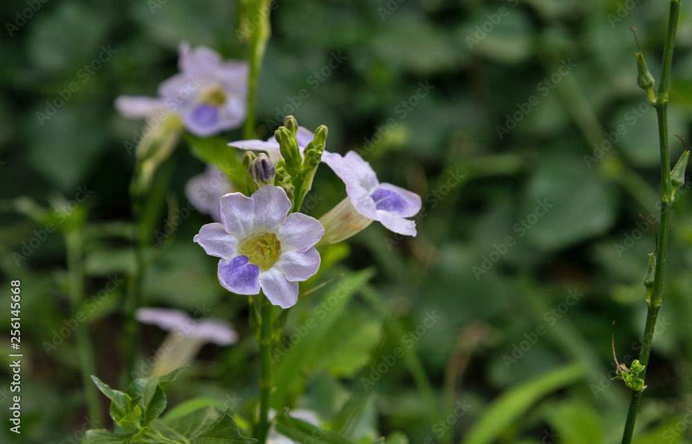 Ganges Primrose, Ganges River asystacia, Chinese violet, Coromandel ...