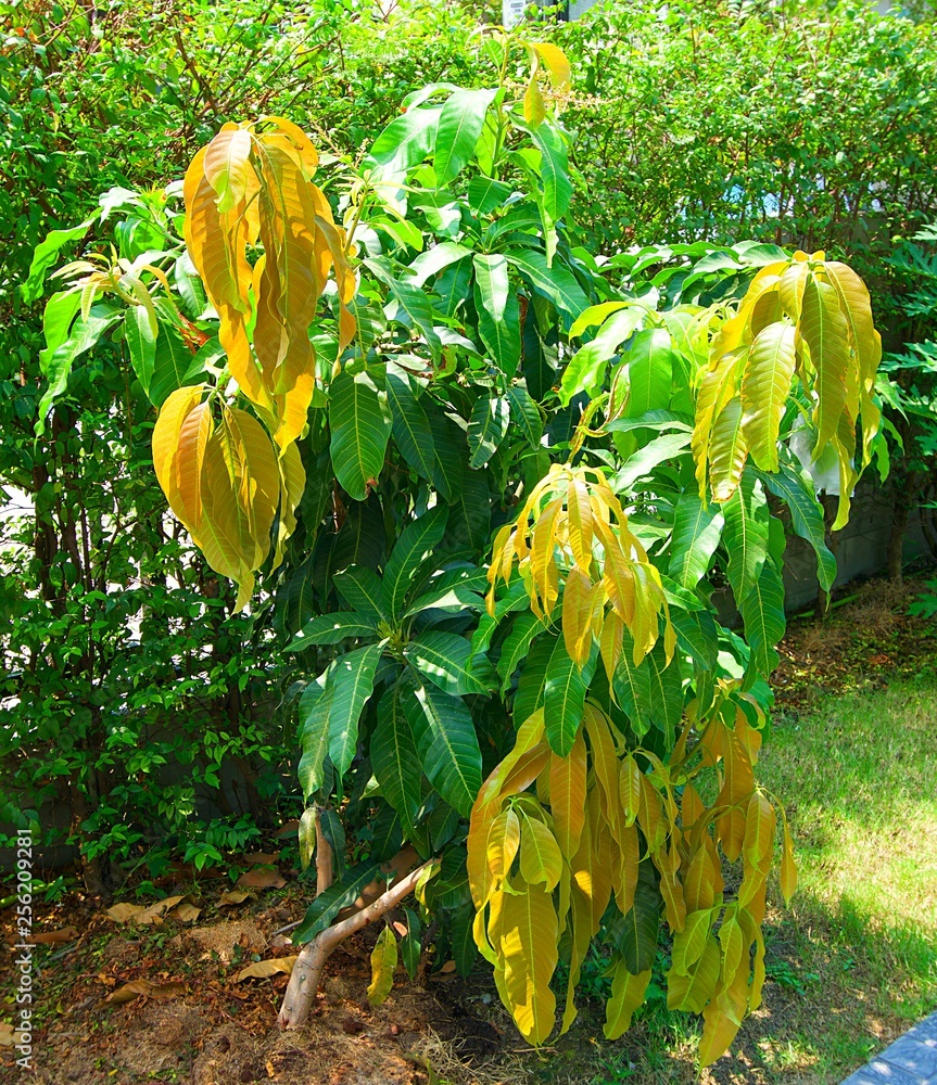 Baby mango tree in the front yard of the house. Stock Photo | Adobe Stock