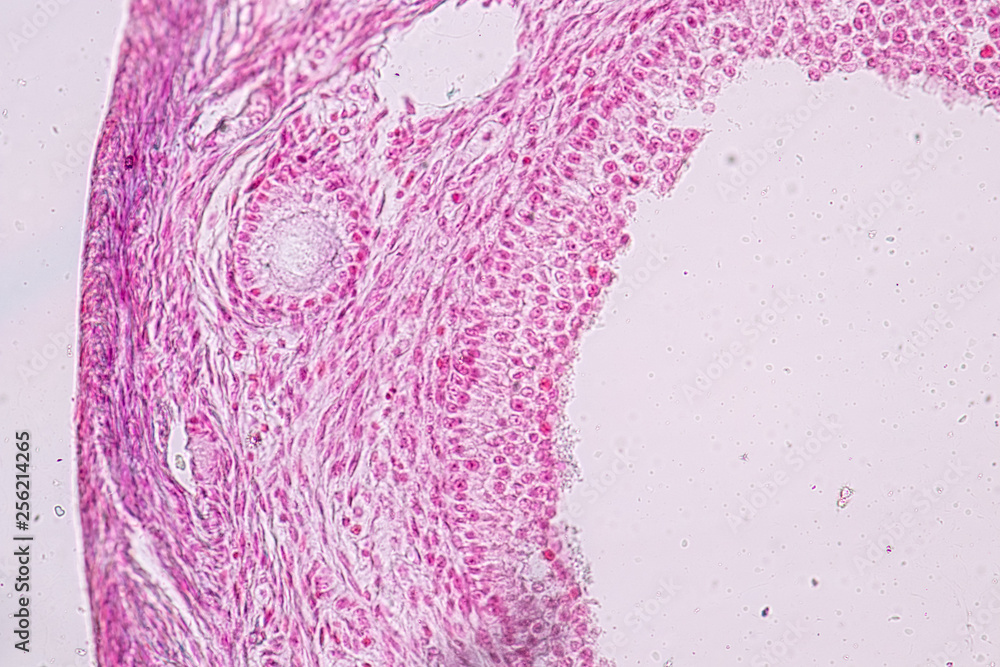 Education anatomy and Histological sample Ovary of rabbit Tissue under ...
