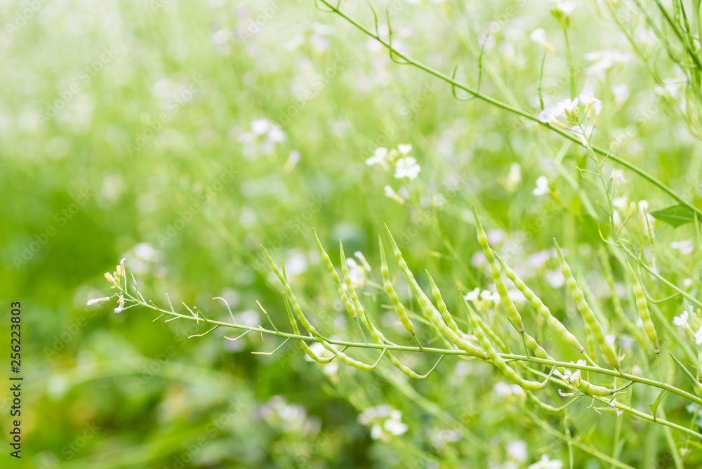 Rat-tailed Radish, Serpent radish or Tail-pod radish (Raphanus caudatus ...