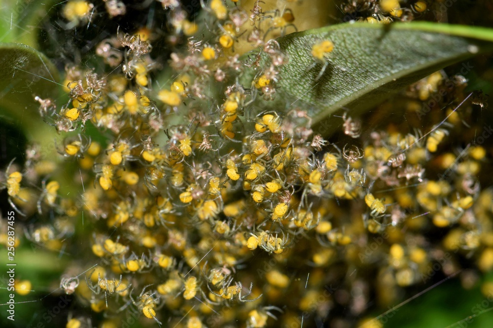 Orb Weaver spiderling hatchlings spiderweb arachnid nature Springtime ...