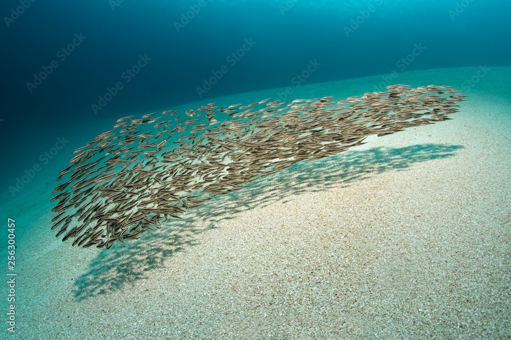 Swarm of young Striped eel Catfish, (Plotosus lineatus), sand bottom ...