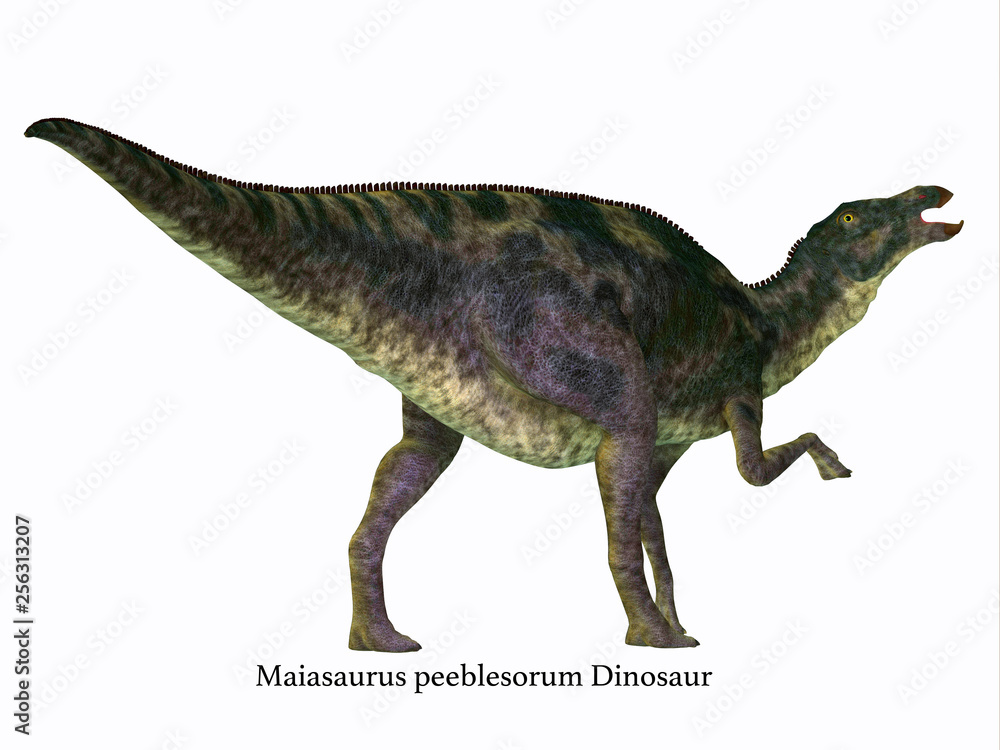 Maiasaurus Dinosaur Tail with Font - Maiasaurus was a large herbivorous ...
