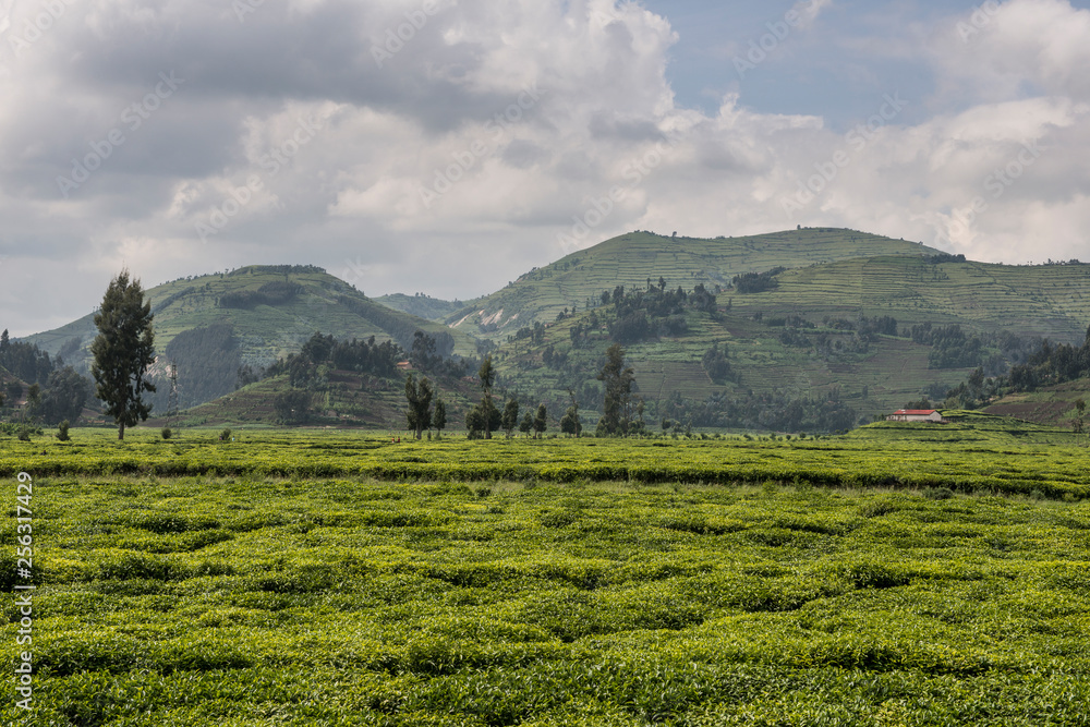 Rwanda, view to tea plantation with Virunga mountains in the background ...