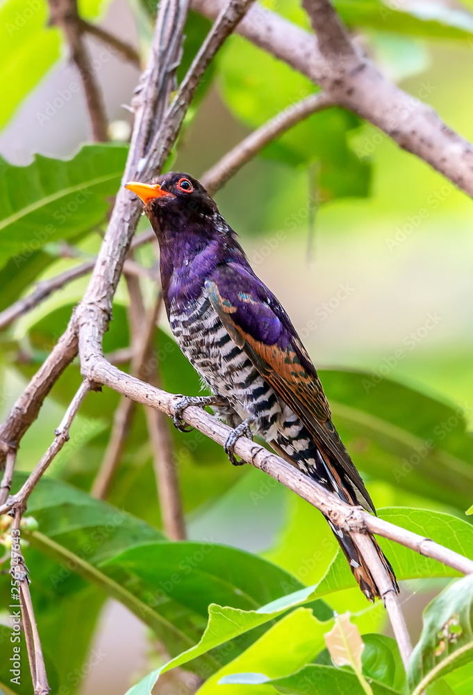 Violet cuckoo bird in Thailand , The males have glossy violet feathers ...