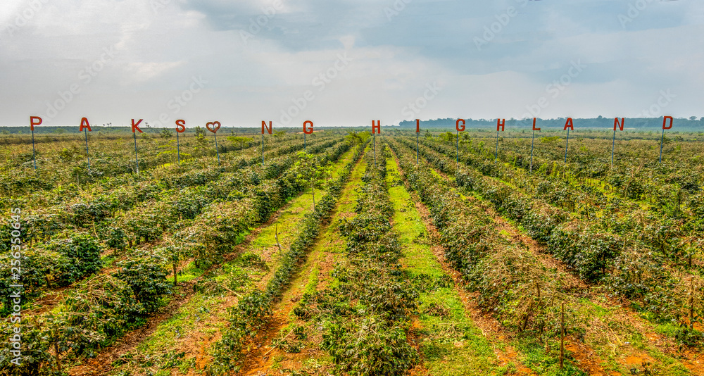 Coffee farm at Paksong highland Laos の Stock フォト | Adobe Stock