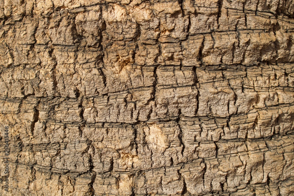 Foto de Stock Textura rugosa de casca de palmeira | Adobe Stock