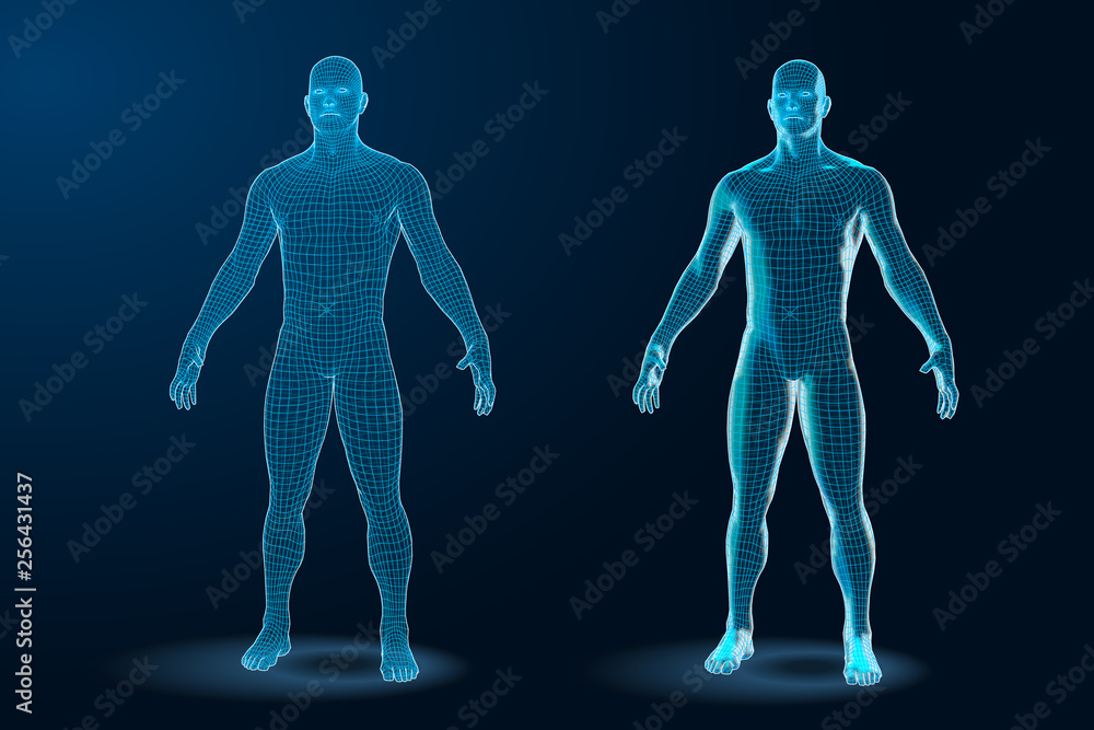 Temlate set of Human Body 3D Polygonal Wireframe Blueprint. Vector ...