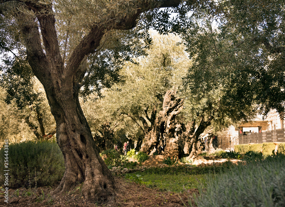 Olive trees (Olea europaea) in the garden of Gethsemane, Mount of ...