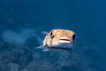 Puffer Fish Free Stock Photo - Public Domain Pictures