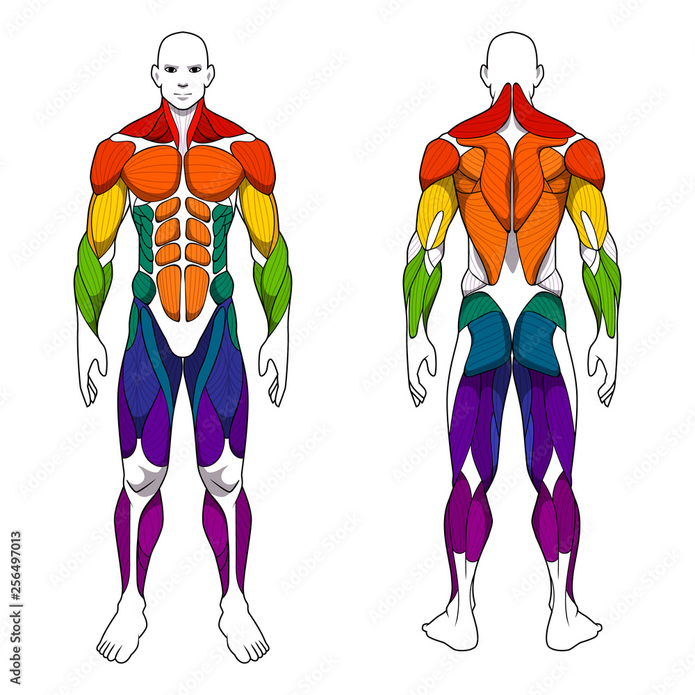 Vector de Stock human body anatomy workout, front and back muscular ...