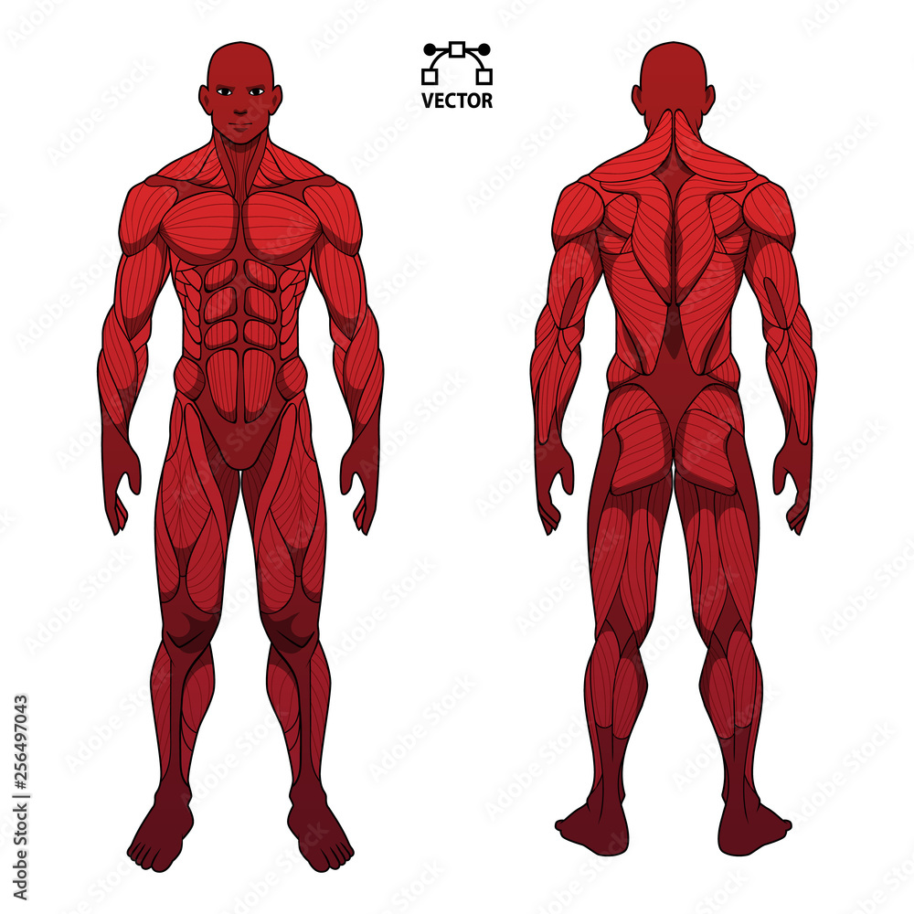 human body anatomy male man , front and back muscular system of muscles ...