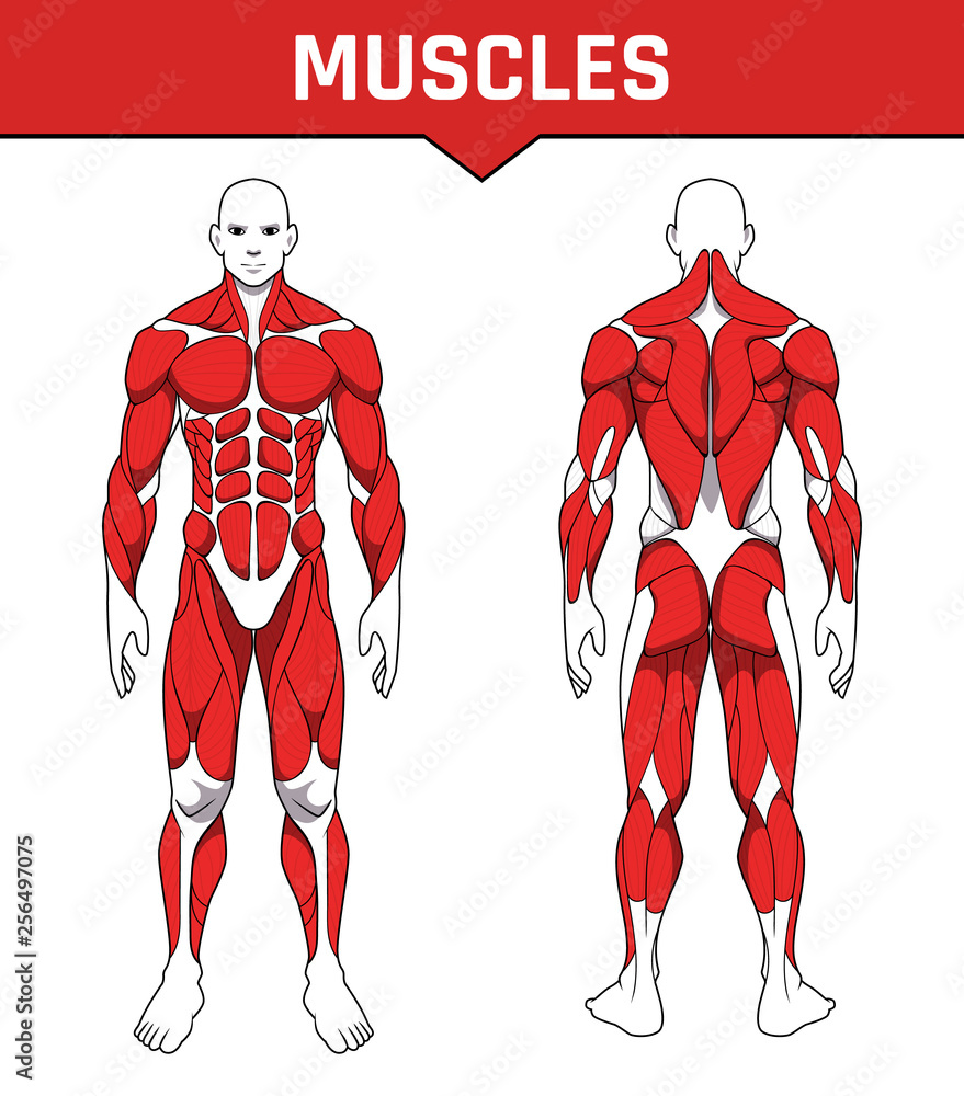 human body anatomy workout, front and back muscular system of muscle ...