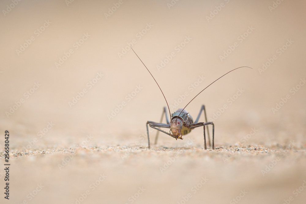 Ground cricket Stock Photo | Adobe Stock