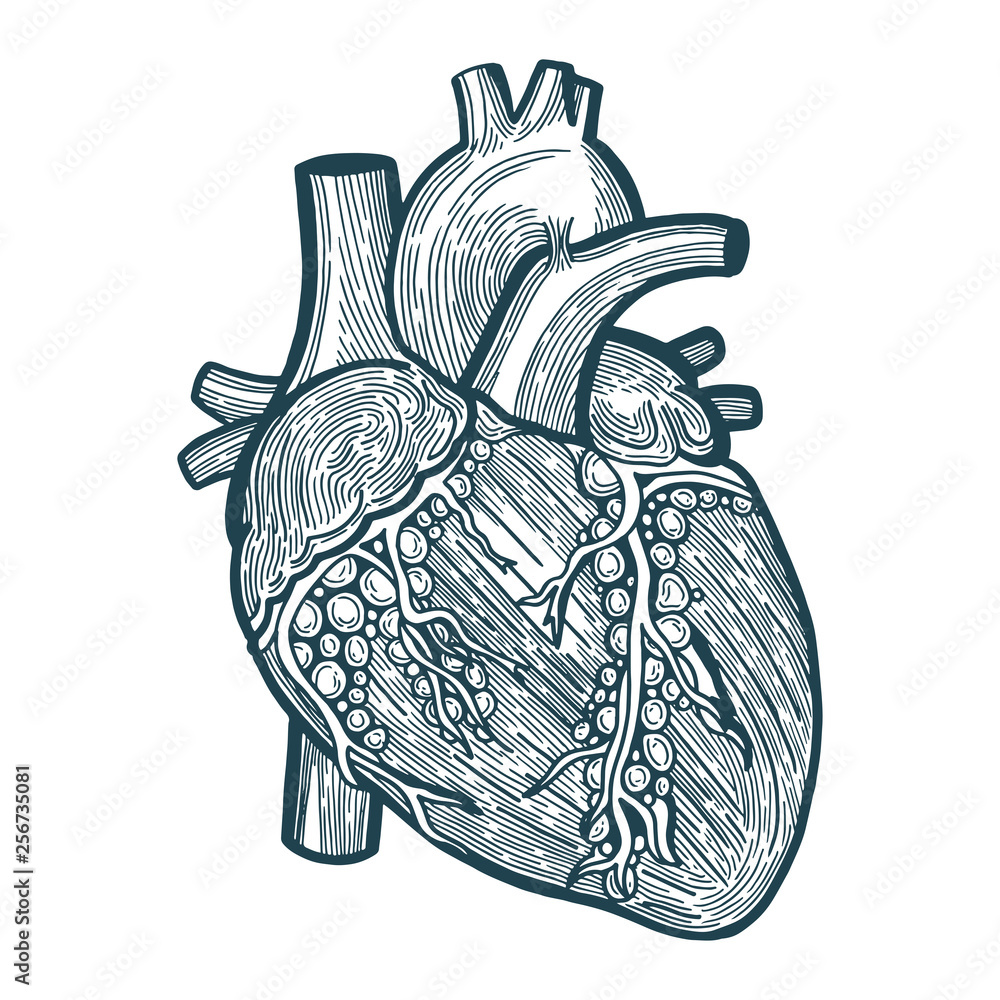 Heart. Heart engraving style sketch drawing. Hand drawn heart vector ...