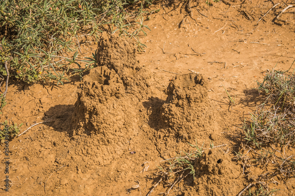 Mound of cemented earth which is house of small, pale soft-bodied ...