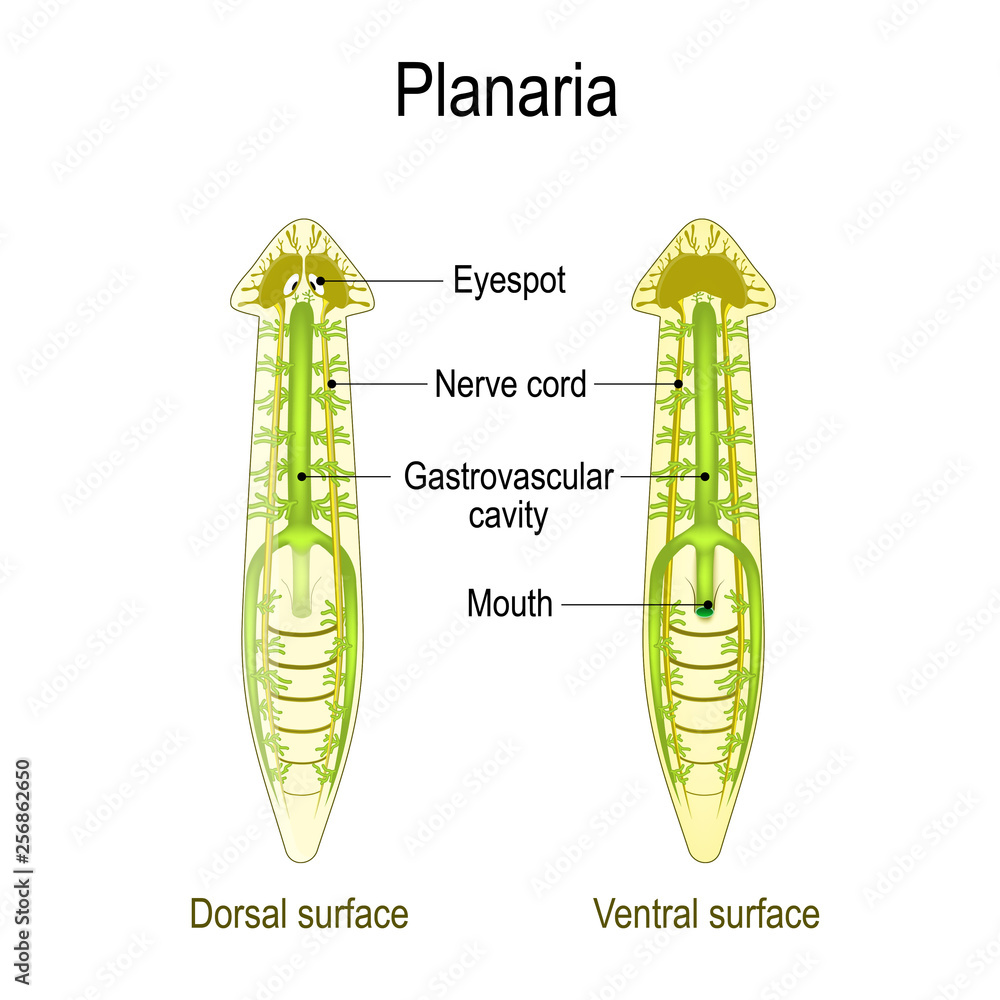 planarian Anatomy. Dorsal and Ventral surface, Gastrovascular cavity ...